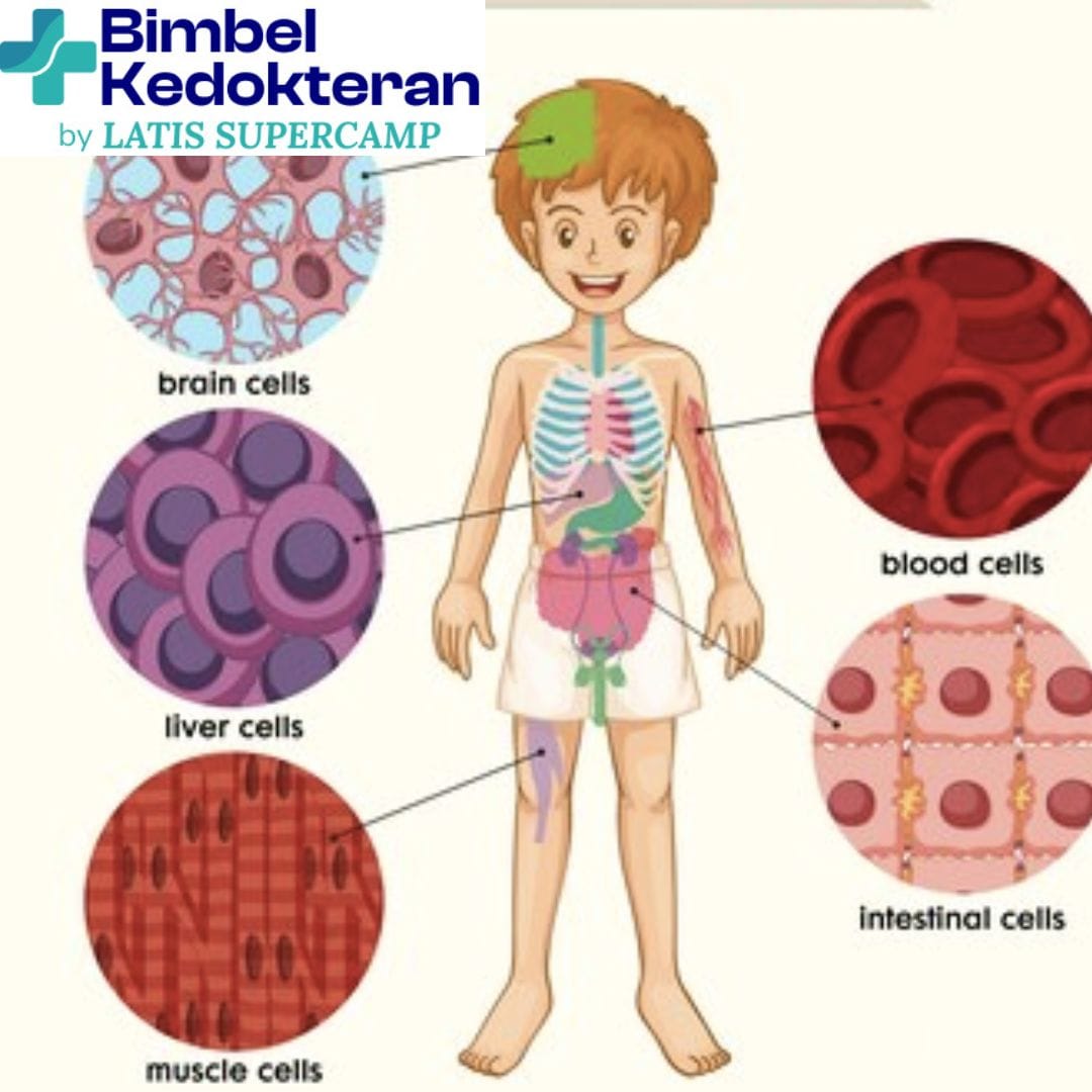 Jaringan dan Organ Tubuh Manusia | Biologi Saintek SIMAK UI