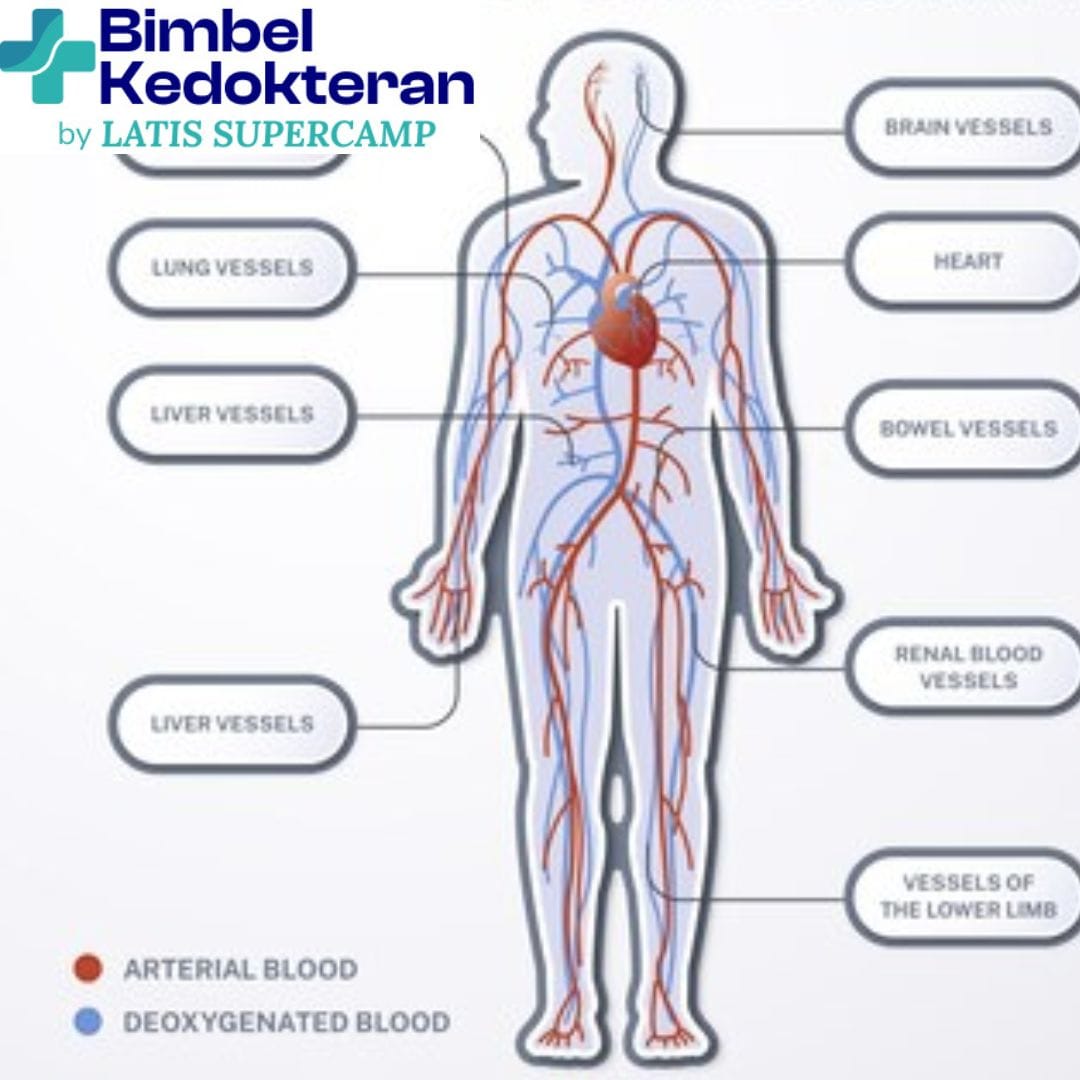 Jaringan dan Organ Tubuh Manusia | Biologi Saintek SIMAK UI