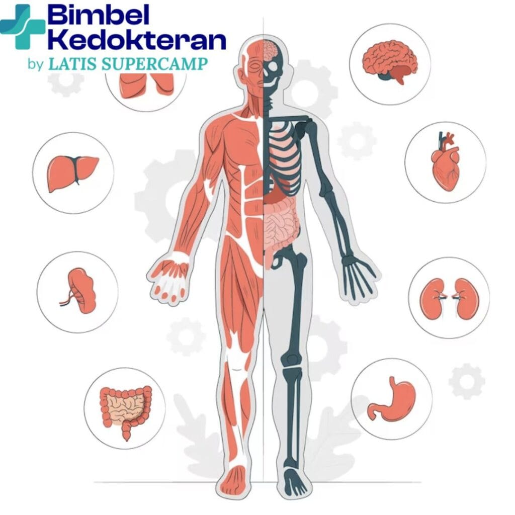 Jaringan dan Organ Tubuh Manusia | Biologi Saintek SIMAK UI